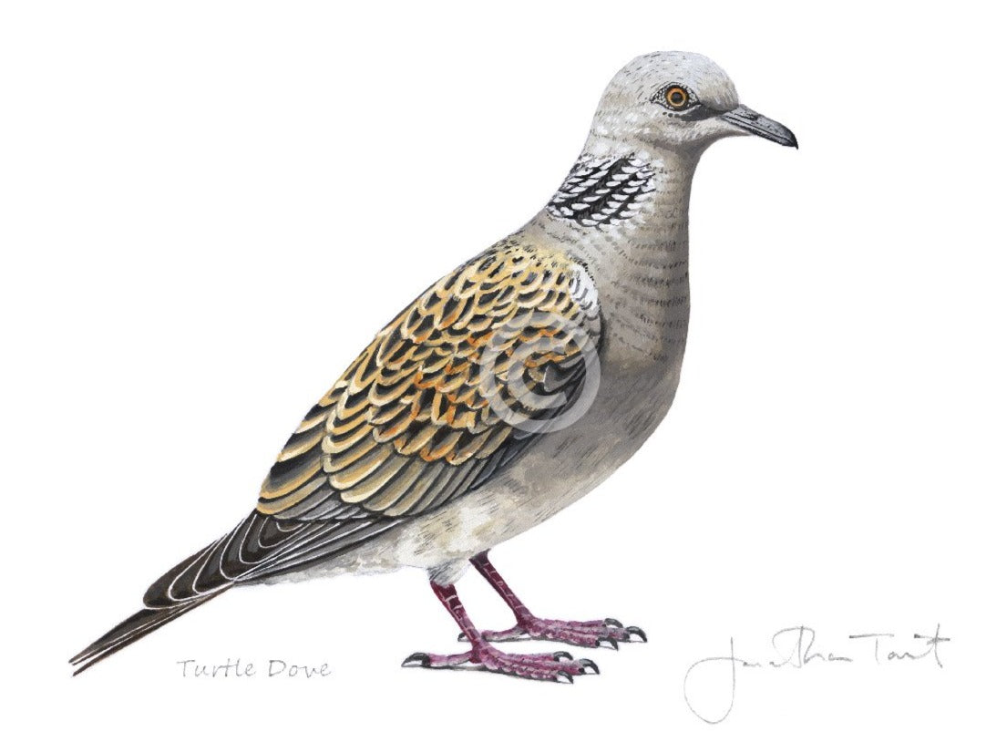 Turtle Dove Framed Print Bird Painting Art Print – sherwoodoutdoors