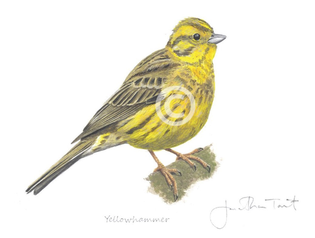 Yellowhammer Framed Print Bird Painting Art Print – sherwoodoutdoors