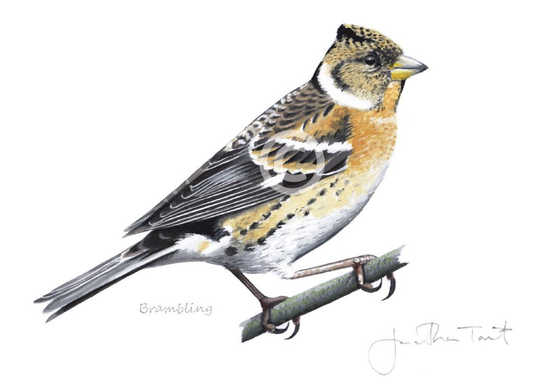 Brambling framed print bird painting fine art print – sherwoodoutdoors