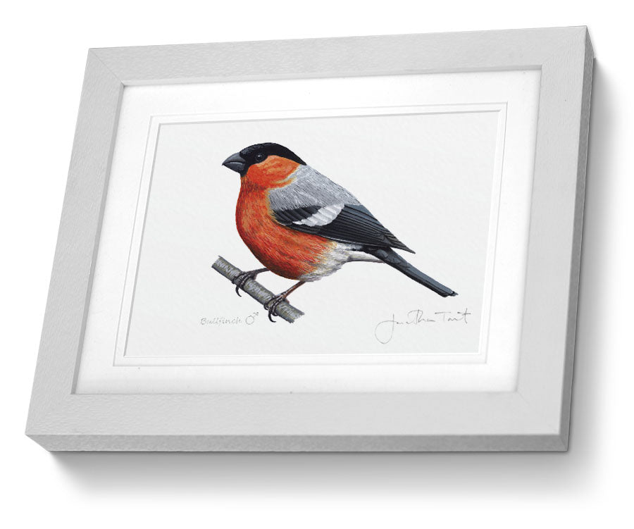 Bullfinch (Male) framed print bird painting art print – sherwoodoutdoors