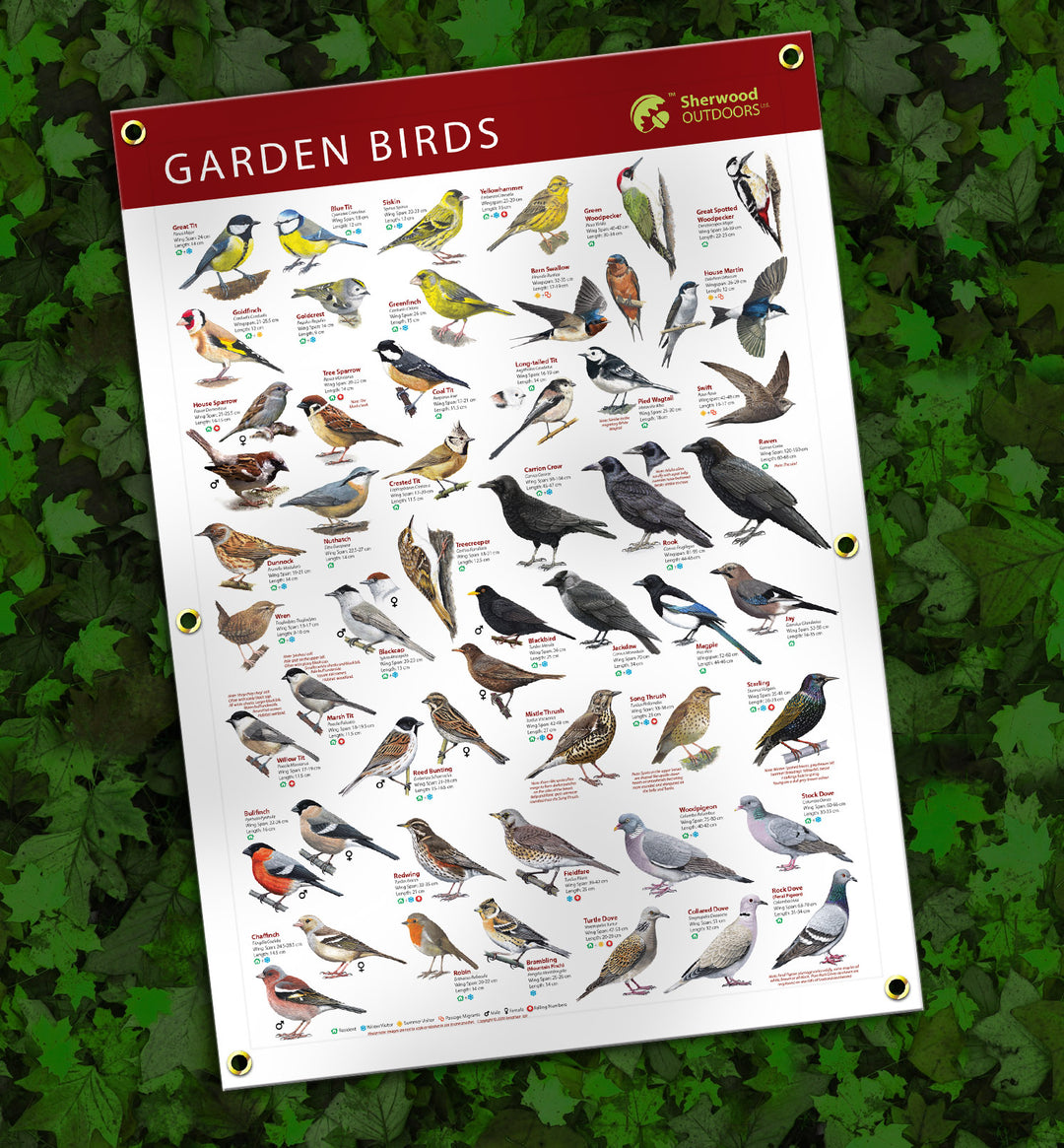 How to identify Common Garden Birds Identification Recylable P.E.T. Ou ...