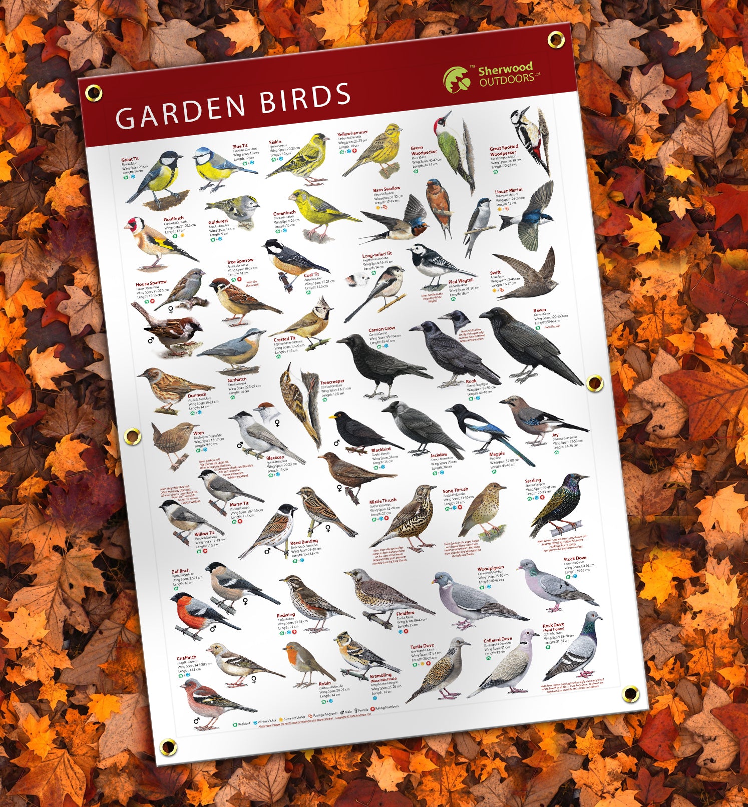 How to identify Common Garden Birds Identification Outdoor Banner A1 ...