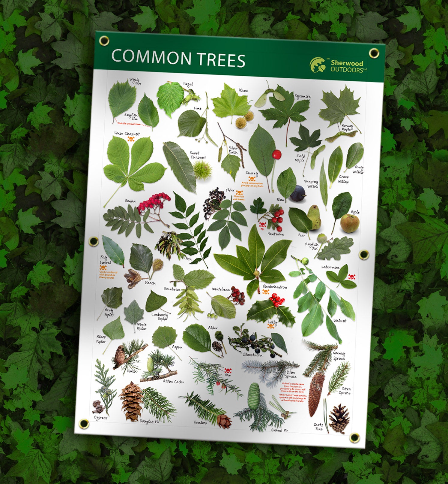 Tree Leaf Identification Chart Leaf Spotting | American Scientist