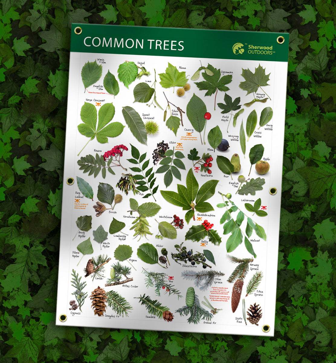 Leaves Identification Chart Sticker Mit "Tree Leaves Or Leaf Shapes