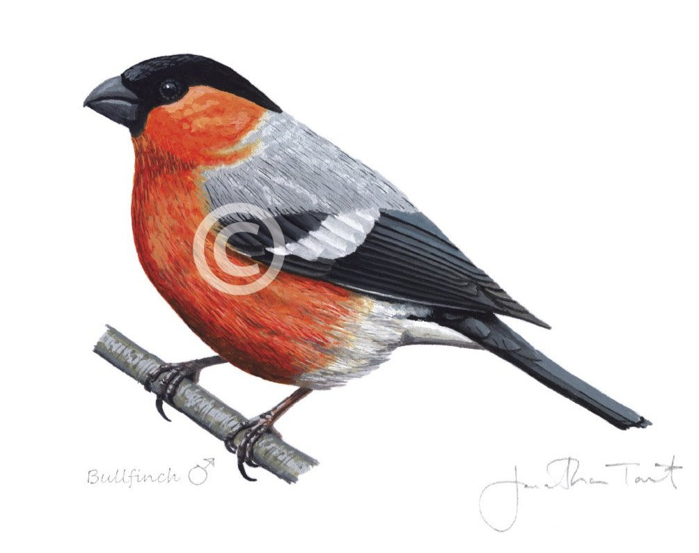 Bullfinch (Male) framed print bird painting art print – sherwoodoutdoors