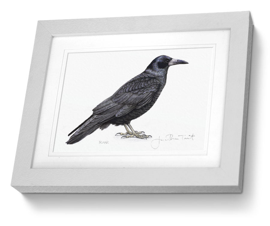 Rook Framed Print Bird Painting Art Print – sherwoodoutdoors