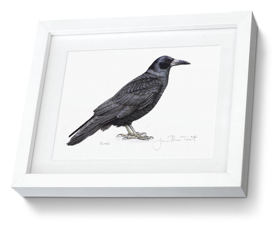 Rook Framed Print Bird Painting Art Print – sherwoodoutdoors
