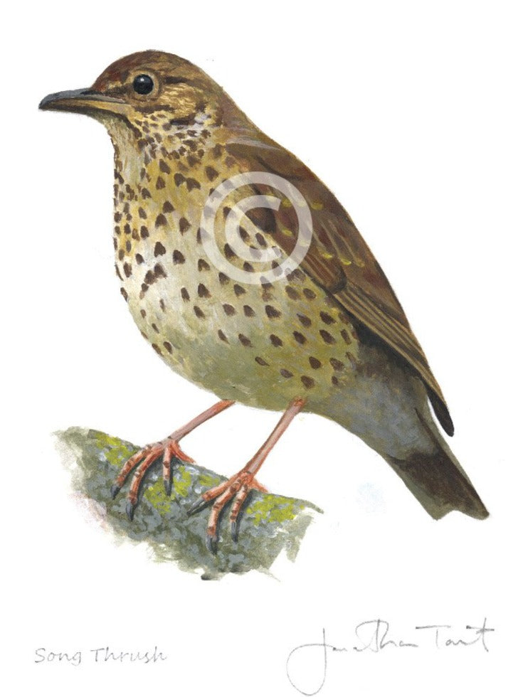 Song Thrush Framed Print Bird Painting Art Print – sherwoodoutdoors