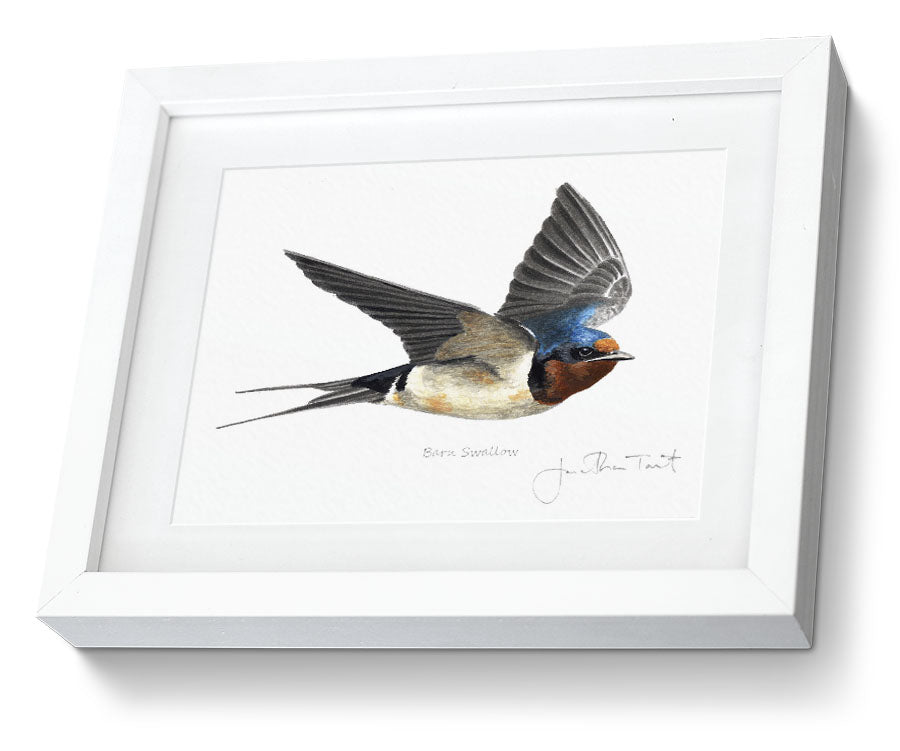 Swallow Framed Print Bird Painting Art Print – sherwoodoutdoors