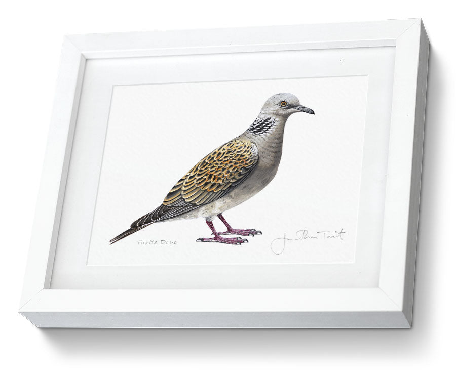Turtle Dove Framed Print Bird Painting Art Print – sherwoodoutdoors